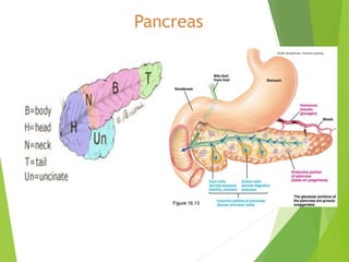 Pancreas | PPTX