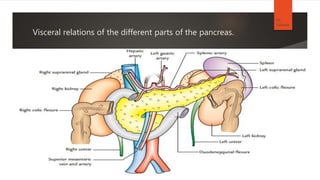 Anatomy of Pancreas | PPTX