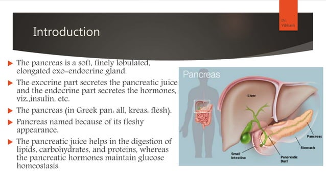 Anatomy of Pancreas | PPTX