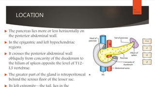 Anatomy of Pancreas | PPTX