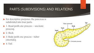 Anatomy of Pancreas | PPTX