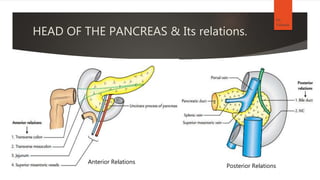 Anatomy of Pancreas | PPTX