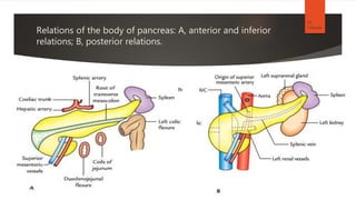 Anatomy of Pancreas | PPT