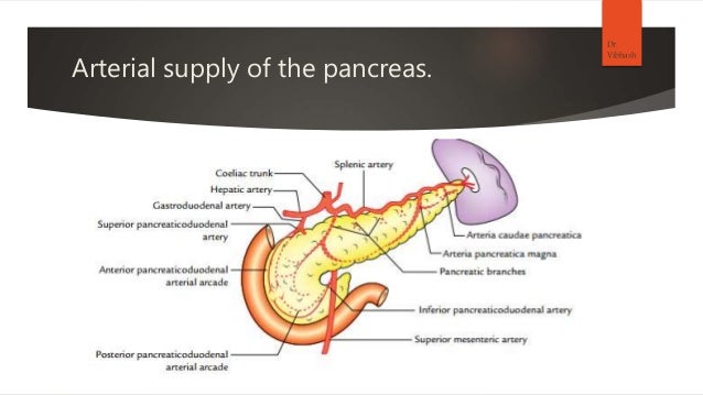 Anatomy of Pancreas