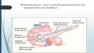 Pancreas | PPT