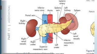 Pancreas | PPTX