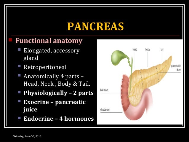 PANCREAS