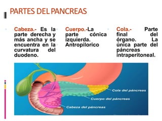 Anatomia y Fisiologia Pancreas | PPTX