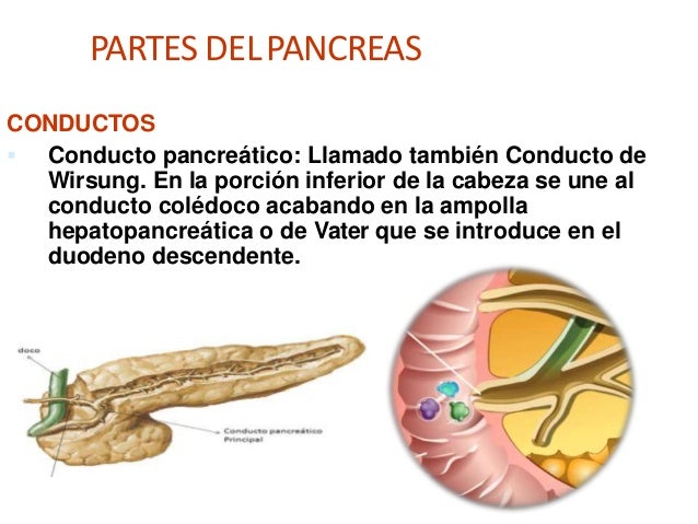 Anatomia y Fisiologia Pancreas