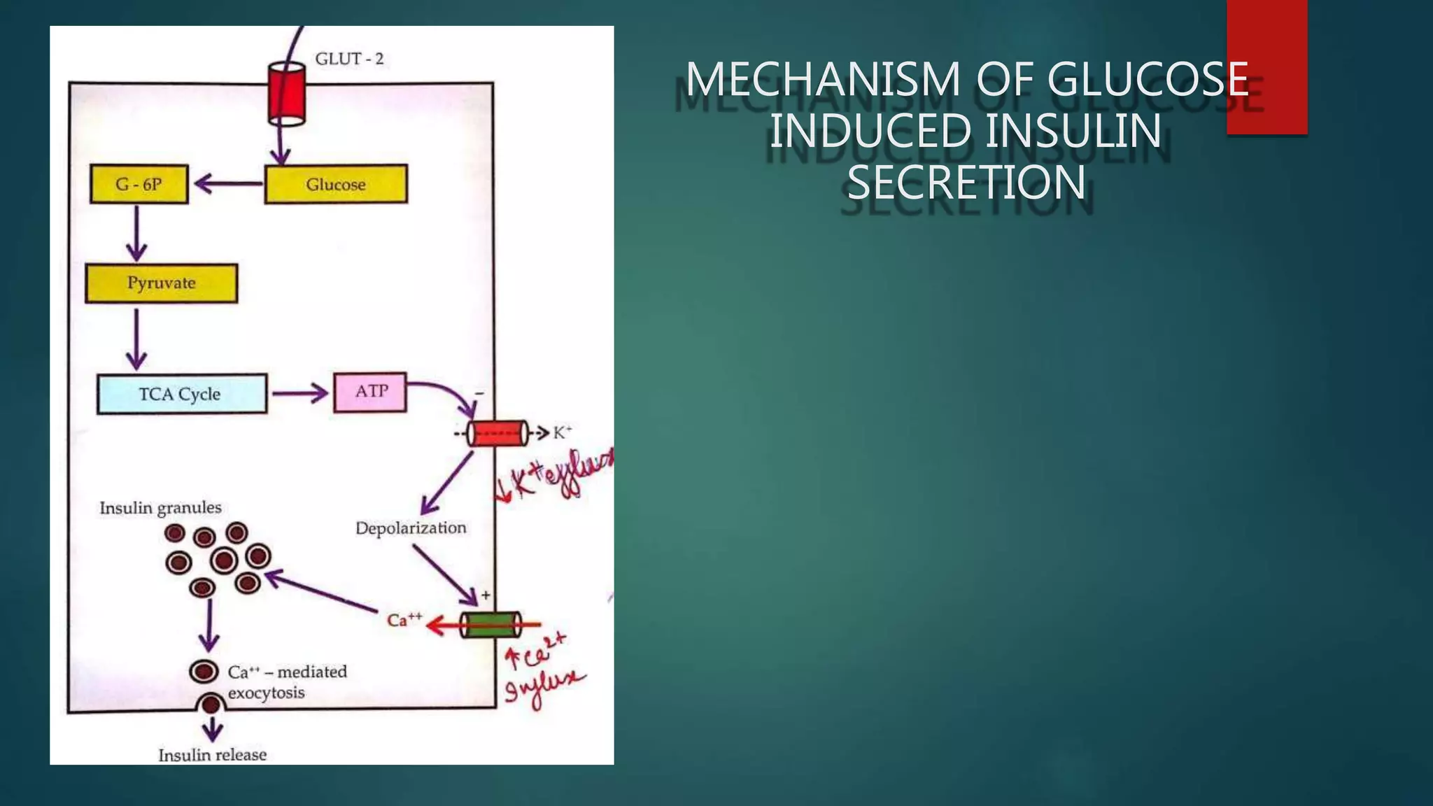 ENDOCRINE PANCREAS, INSULIN, GLUCAGON | PPTX