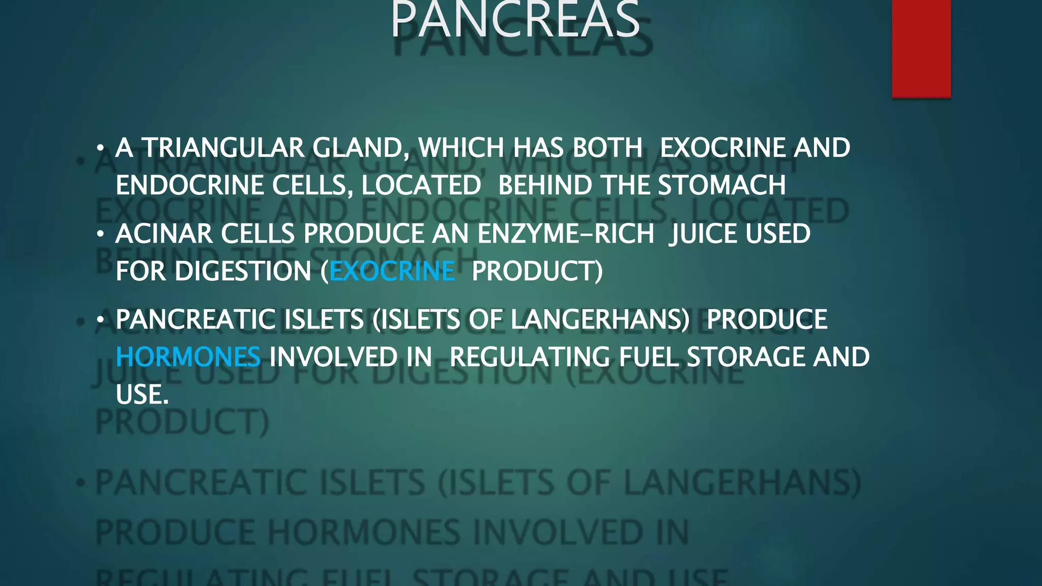 ENDOCRINE PANCREAS, INSULIN, GLUCAGON | PPTX