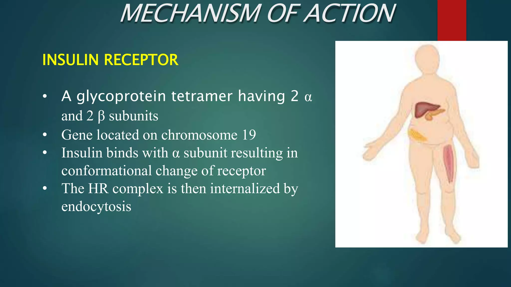 ENDOCRINE PANCREAS, INSULIN, GLUCAGON | PPTX