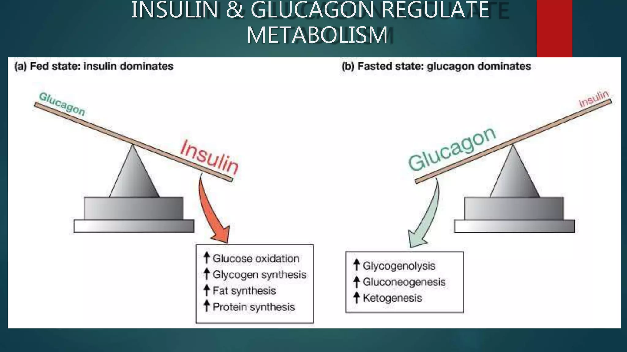 ENDOCRINE PANCREAS, INSULIN, GLUCAGON | PPTX