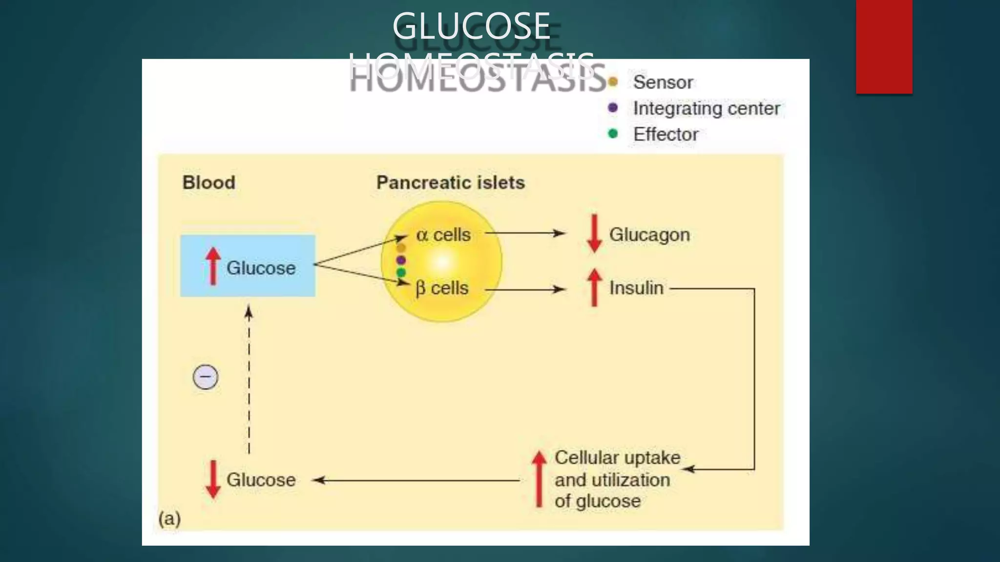 ENDOCRINE PANCREAS, INSULIN, GLUCAGON | PPTX