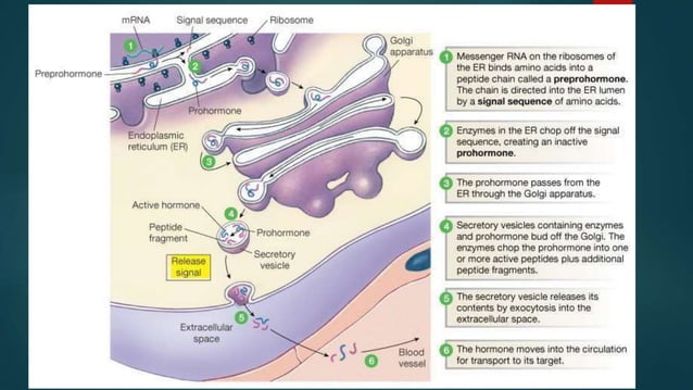 ENDOCRINE PANCREAS, INSULIN, GLUCAGON | PPTX | Endocrine and Metabolic ...