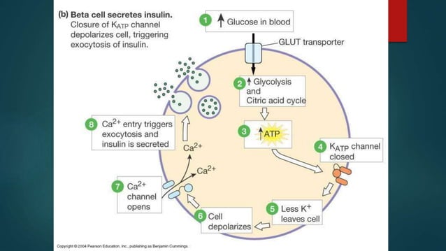 ENDOCRINE PANCREAS, INSULIN, GLUCAGON | PPTX | Endocrine and Metabolic ...