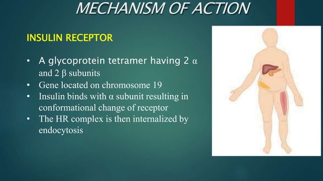 ENDOCRINE PANCREAS, INSULIN, GLUCAGON | PPTX | Endocrine and Metabolic ...