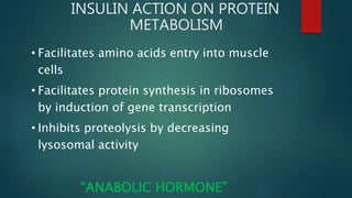 ENDOCRINE PANCREAS, INSULIN, GLUCAGON | PPTX
