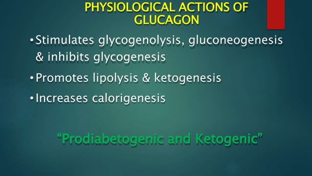ENDOCRINE PANCREAS, INSULIN, GLUCAGON | PPTX | Endocrine and Metabolic ...