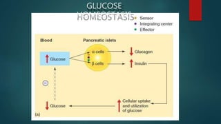 ENDOCRINE PANCREAS, INSULIN, GLUCAGON | PPTX