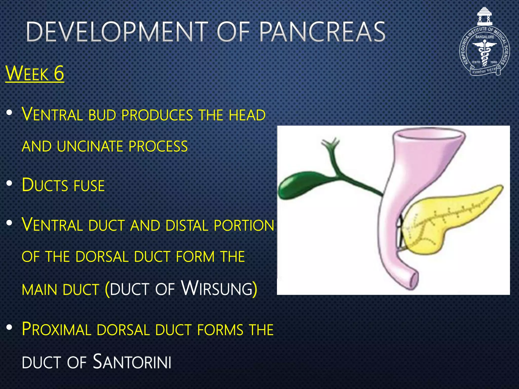 Pancreas | PPTX