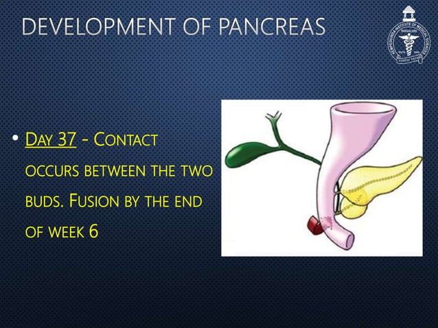 Pancreas | PPTX