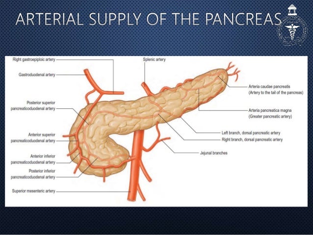 Pancreas