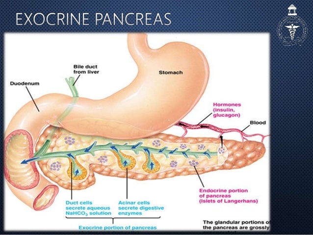 Pancreas