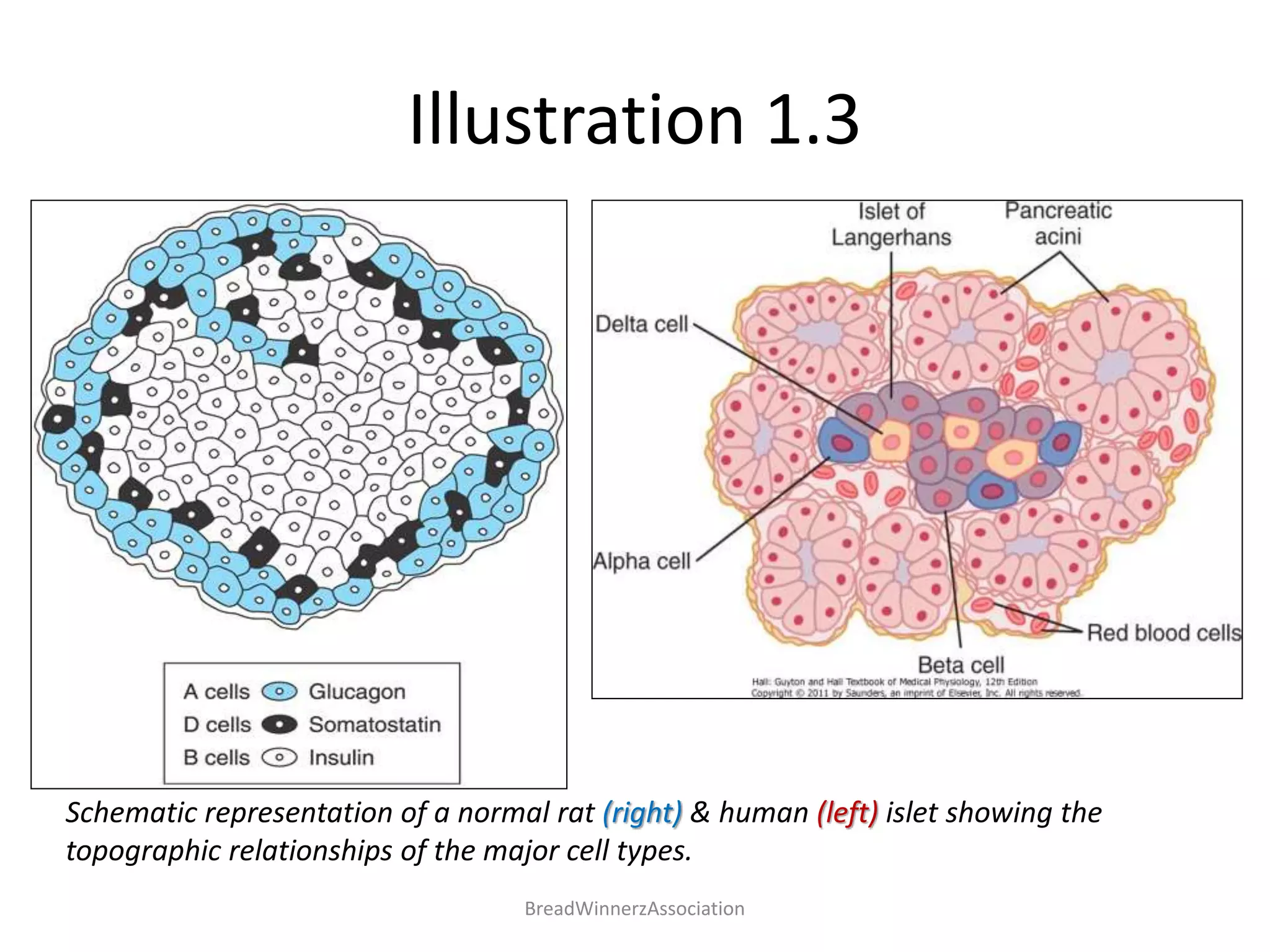Pancreas - Endocrine System | PPTX