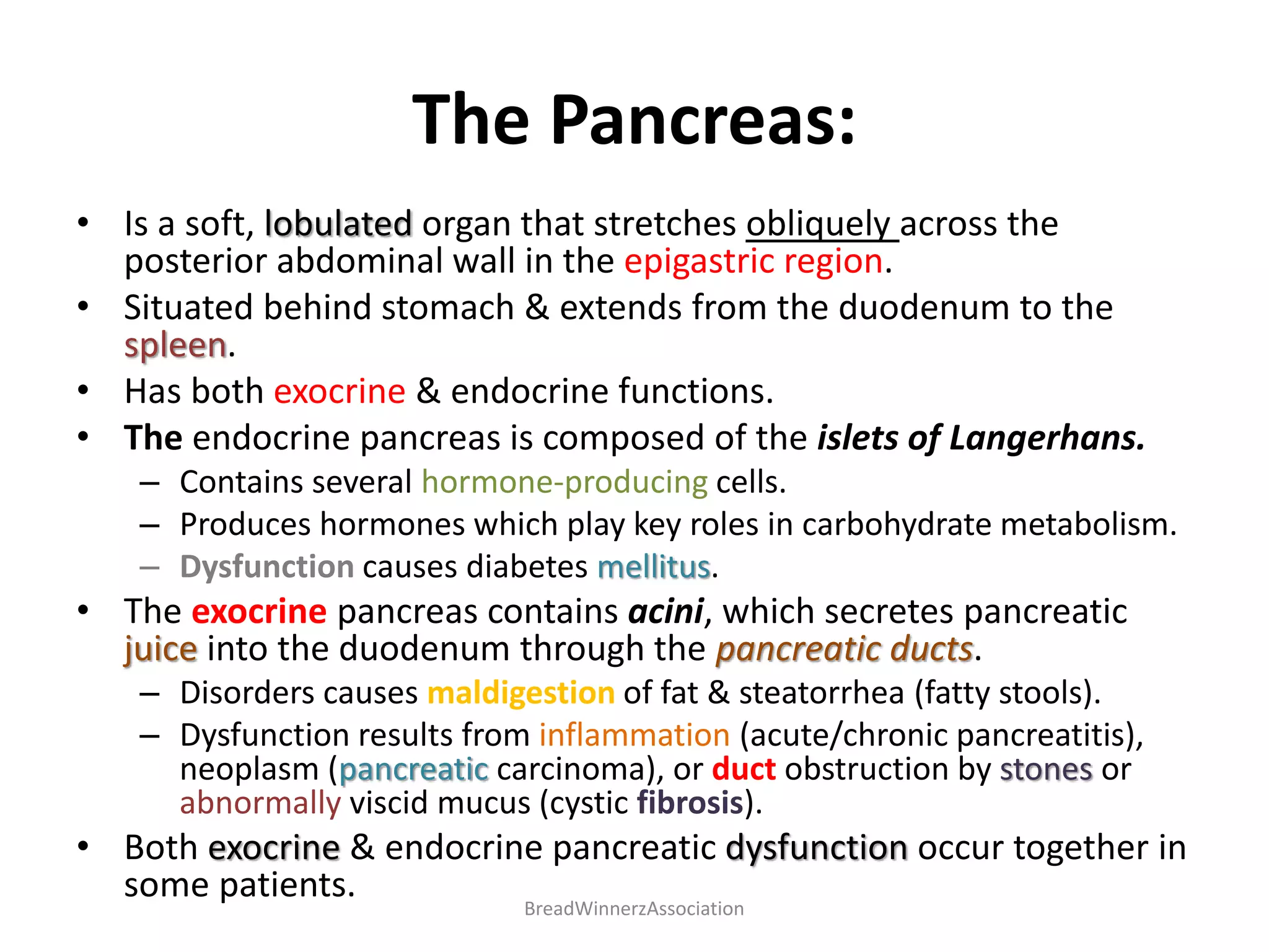 Pancreas - Endocrine System | PPTX
