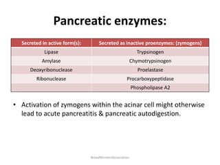 Pancreas - Endocrine System | PPTX | Endocrine and Metabolic Diseases ...