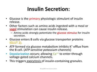 Pancreas - Endocrine System | PPTX