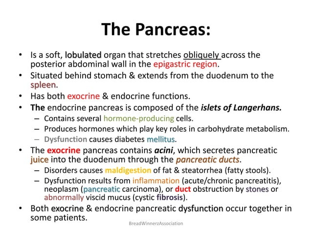 Pancreas - Endocrine System | PPTX | Endocrine and Metabolic Diseases ...
