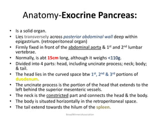Pancreas - Endocrine System | PPTX