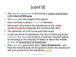 Pancreas - Endocrine System | PPTX