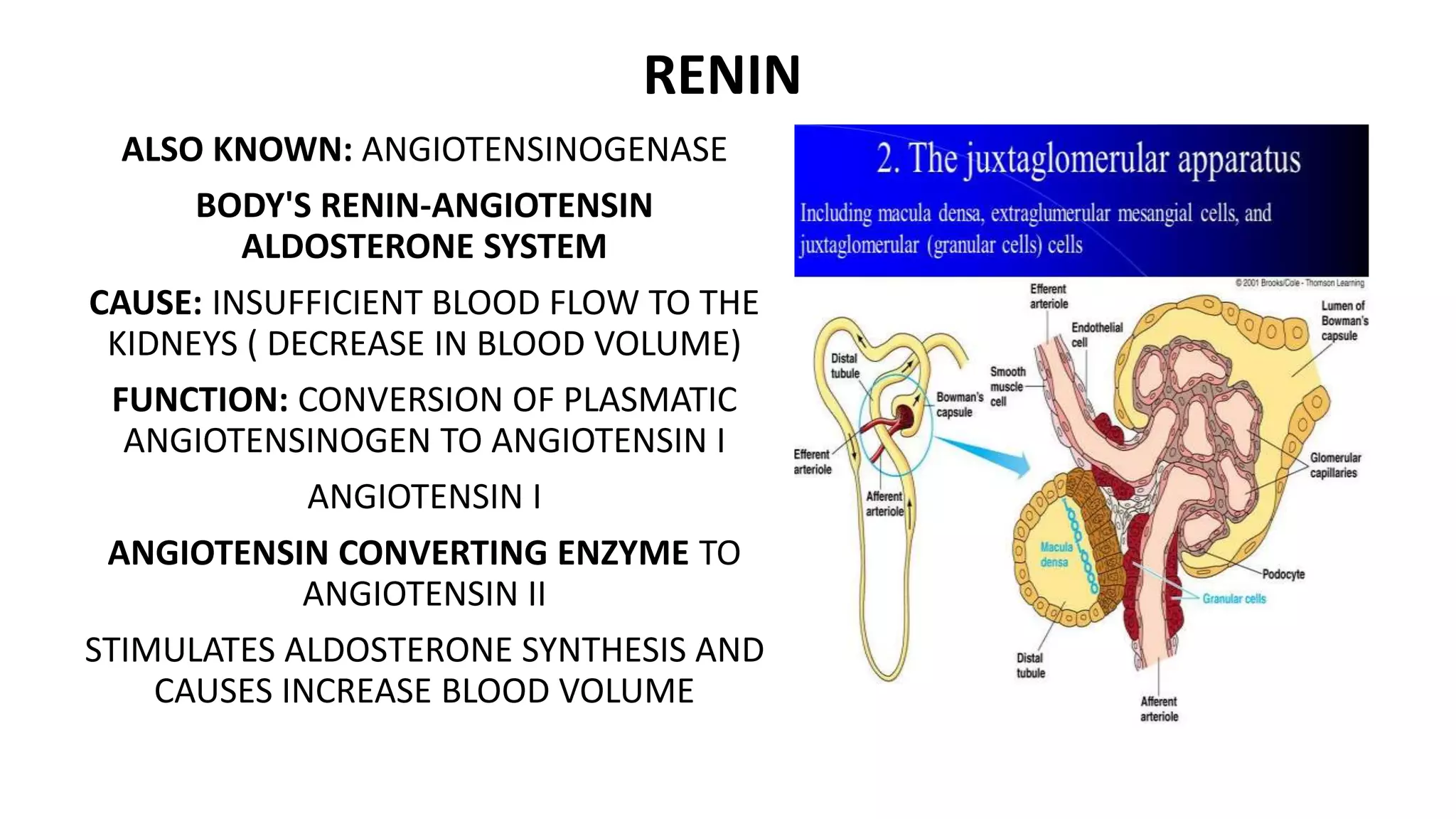 Pancreas (Endocrinology) | PPTX
