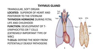 Pancreas (Endocrinology) | PPTX