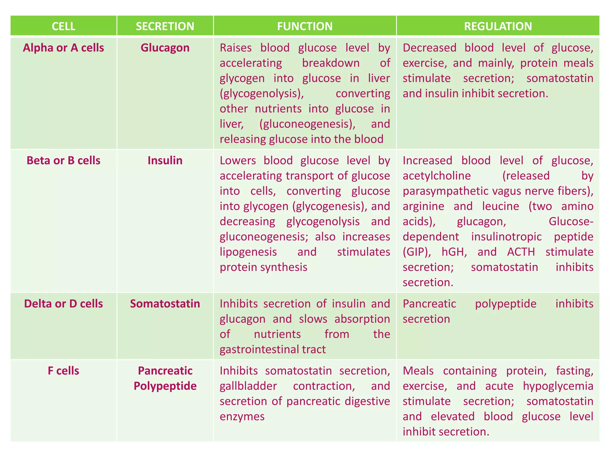 Pancreas - Secretion, Function and Regulation | PPTX