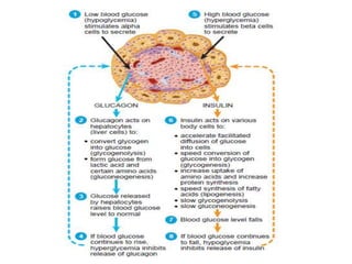 Pancreas - Secretion, Function and Regulation | PPTX