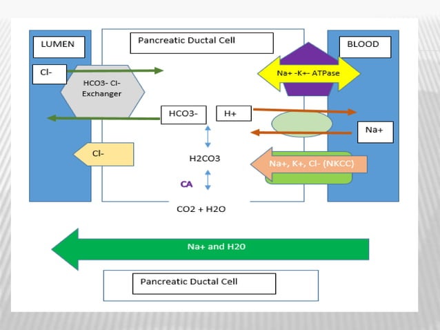 Tests for pancreatic and intestinal functions | PPT