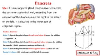 anatomy of Pancreas | PDF