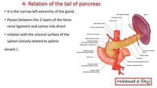 anatomy of Pancreas | PPT