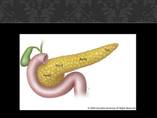 Pancreas | PPTX