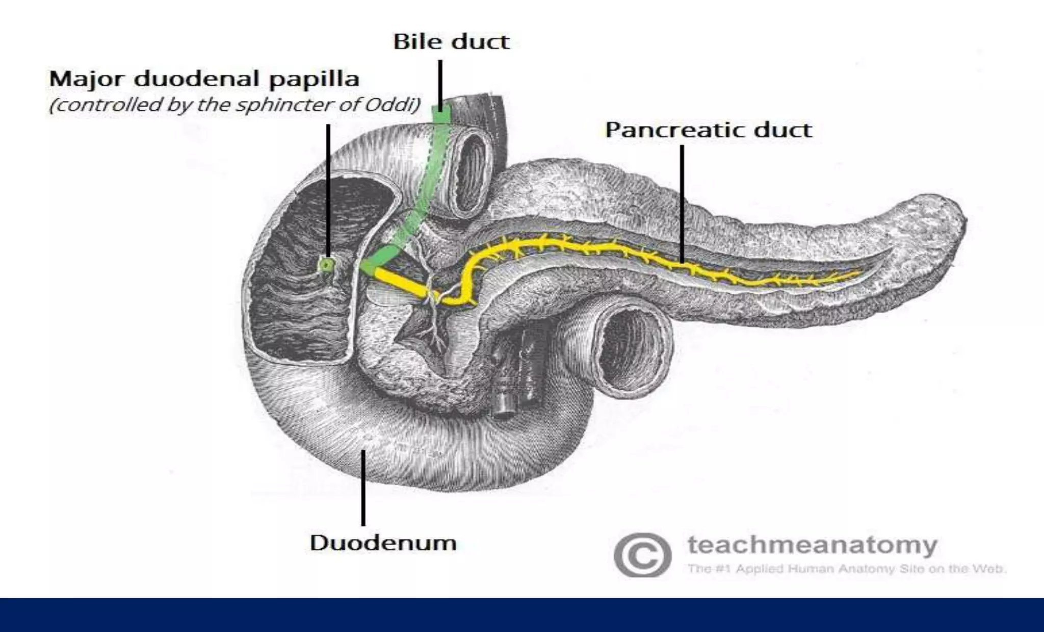 Disorders of Pancreas | PPT