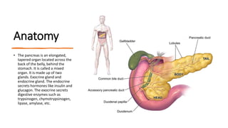 Pancreas.pptx