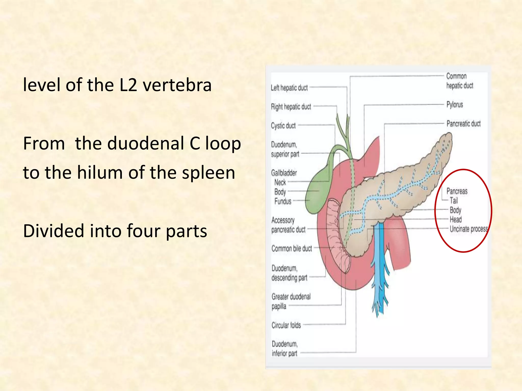 ppt on pancreas | PPT