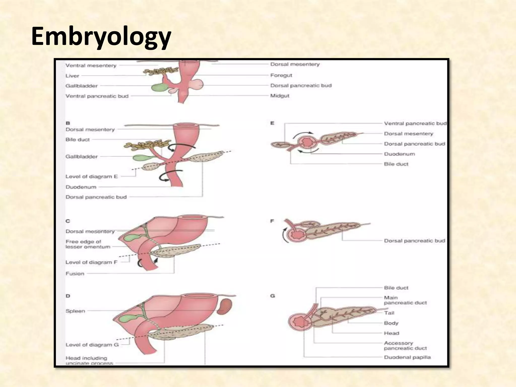 ppt on pancreas | PPT