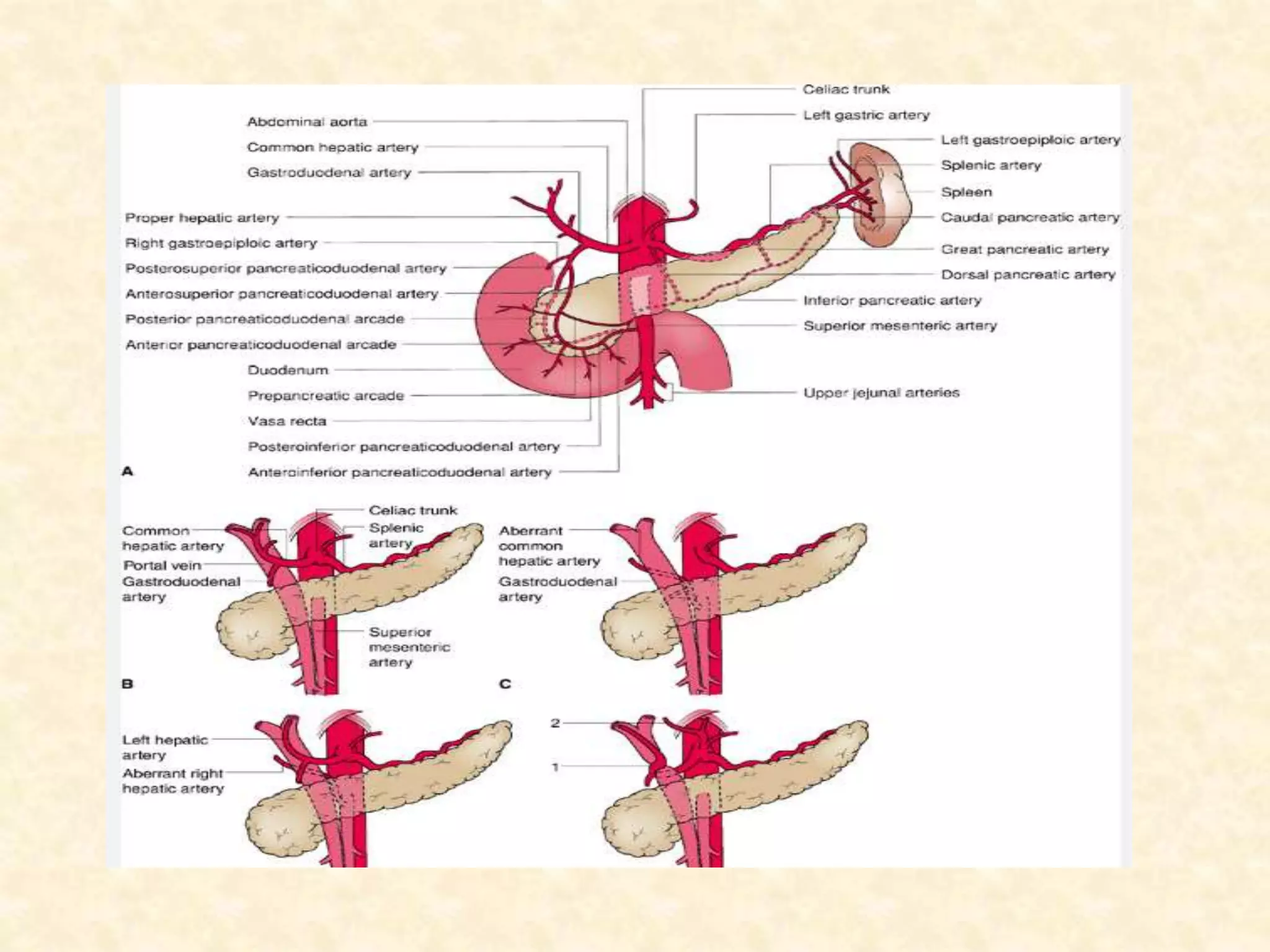 ppt on pancreas | PPT