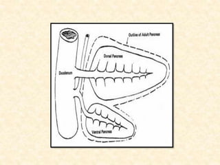 ppt on pancreas | PPT