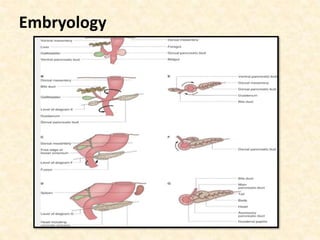ppt on pancreas | PPT